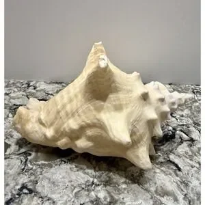 Fish | Queen Conch Sea Shell 9 Large Pink Beach Coastal Decoration ...